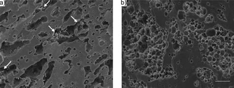 Scanning Electron Micrographs Of Mozzarella Cheese After A 1 Wk And
