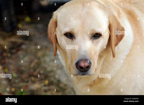 What Does A Full Grown Lab Look Like At Victoria Thomason Blog