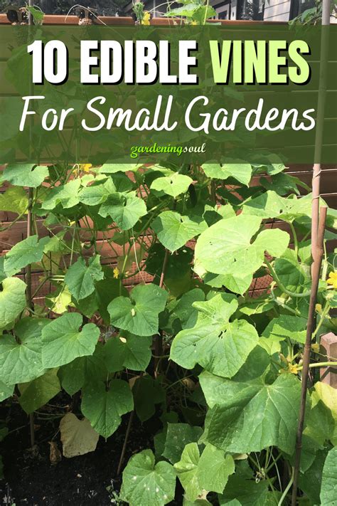 Edible Vines Gardening Soul