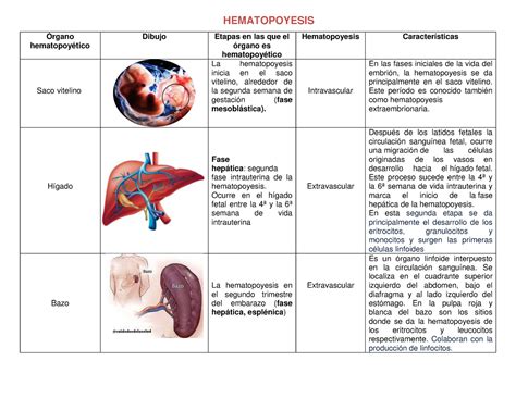 Hematopoyesis Reyes Mejia Jazmin Edtih Órgano Hematopoyético Dibujo