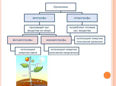 Обмен веществ и превращение энергии в клетке 1 презентация онлайн