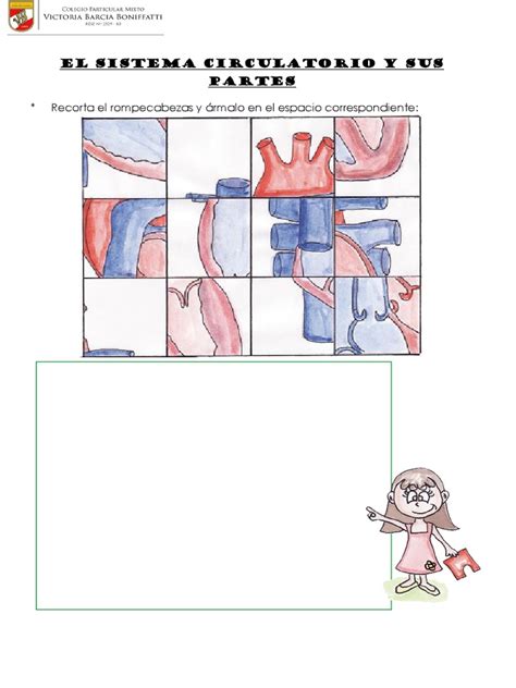Ficha Del Sistema Circulatorio Pdf