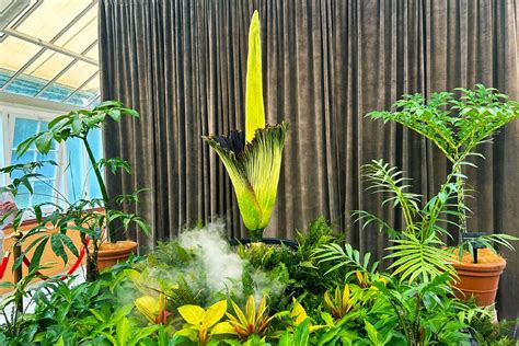 সিডনিতে ‘লাশ ফুল দেখতে হাজারো দর্শনার্থী বাংলাদেশ প্রতিদিন