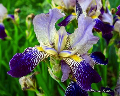 Blue Siberian Iris Martin Spilker Photography