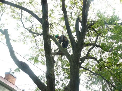Tree Removal Ottawa Hedge Trimming Pruning Crowe Tree And Hedge