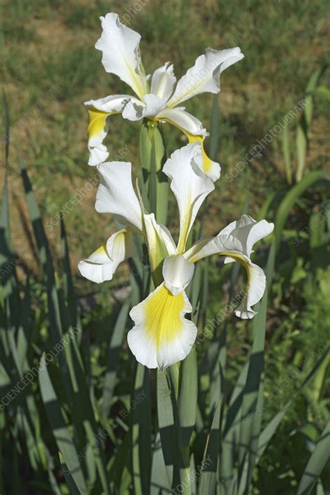Turkish Iris Iris Orientalis Flowers Stock Image C0486974 Science Photo Library