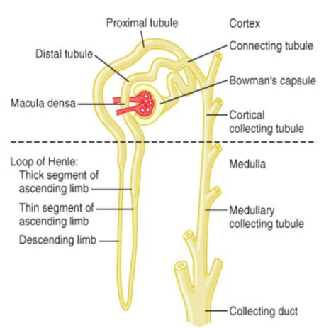 Glomerular Function Flashcards Quizlet