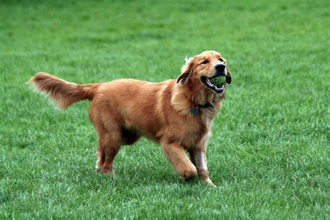 Golden Retriever Wikipedia La Enciclopedia Libre