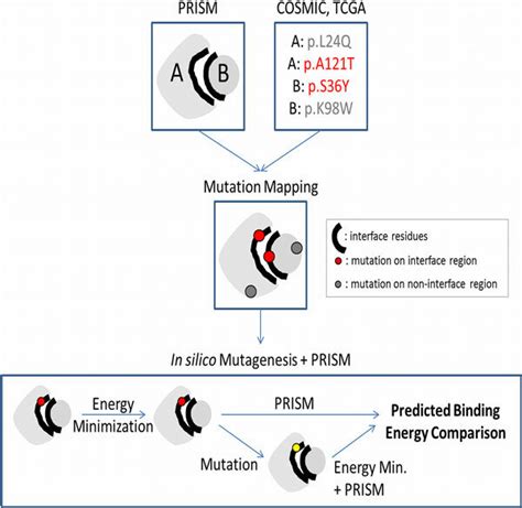 Mapping Oncogenic Mutations Onto The Interfaces Of Predicted