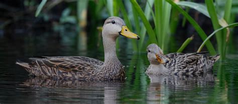 Mottled Duck Hunting Trips