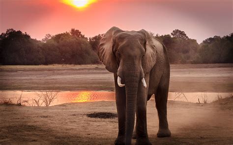 How Many Legs Does This Elephant Have