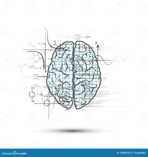 Technical Hemisphere Of Human Brain In Top View Right Side Of Brain