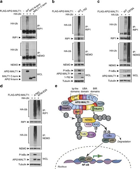 The Role Of The Malt1 Moiety In Api2malt1 Induced Rip1 Ubiquitination