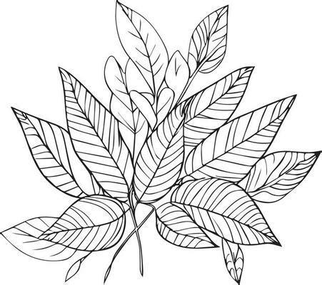 Foliage Drawing Vector Art Icons And Graphics For Free Download