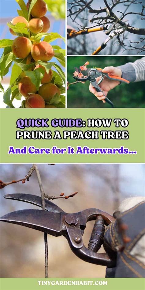 How To Prune A Peach Tree Special Care After Pruning