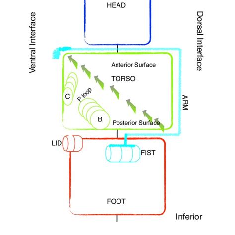 Schematic Representation Of Subunit Each Subunit Consists Of Three