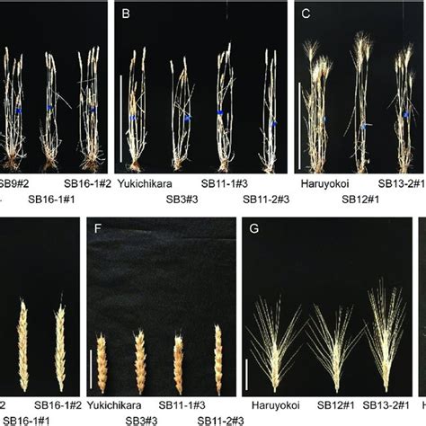 Pdf Introgression Of Chromosomal Segments Conferring Early Heading Date From Wheat Diploid