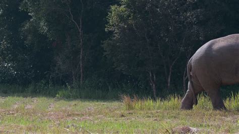 Premium Stock Video Moving To The Right While Almost Exposing Its Male Reproductive Organ