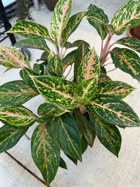 How To Propagate Chinese Evergreen 5 Easy Ways