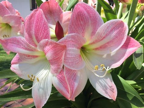 The Lilly T Foundation