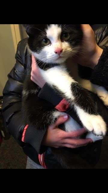 Jong Poesje Aan Komen Lopen Bakkeveen Nl