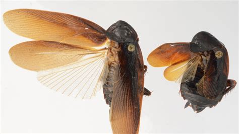 New Cockroach Breed Invades Nyc