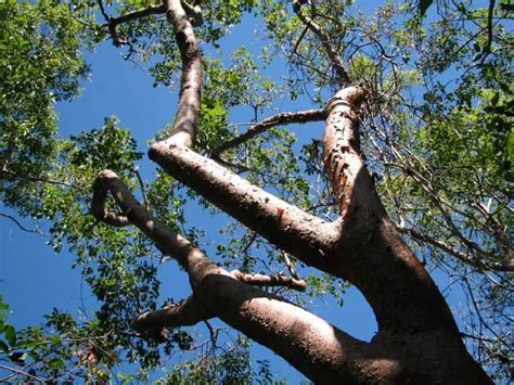 Florida Native Trees Common Rare Varieties