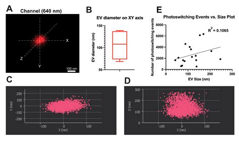 Direct Stochastic Optical Reconstruction Microscopy Of Extracellular