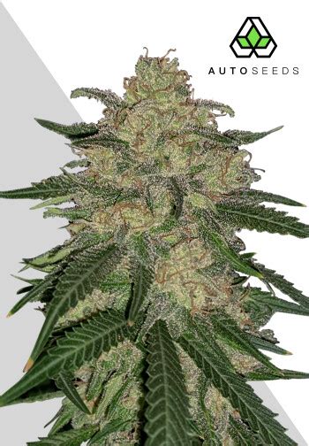 Best Autoflower Light Cycle Autoflower Light Schedules