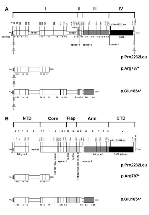 Thyroglobulin Structure