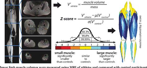 figure 1 from athlete muscular phenotypes identified and compared with