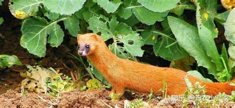 黄鼠狼全身是宝 为啥很少有人愿意养殖养殖户 不敢养啊 知乎