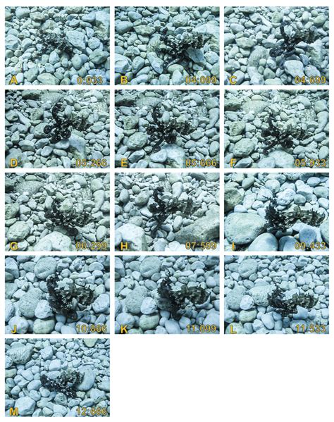 Still Images Describing The Behavioral Sequence See Main Text And