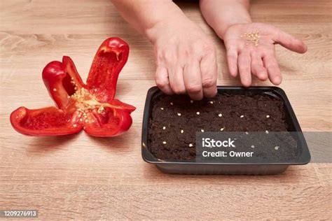 피망 식물 씨앗은 여성의 손으로 모종을위한 플라스틱 상자 용기에 땅에 심기 위해 준비 씨앗 고추의 씨앗을 닫습니다 씨앗을 위한 다진 후추 개념에 대한 스톡 사진 및 기타