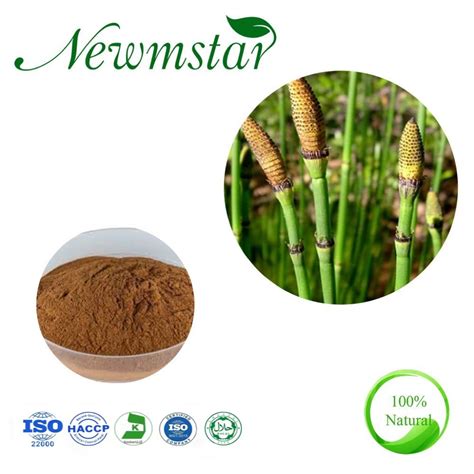 Equisetum Arvense Extract/ Horsetail Extract 10: 1