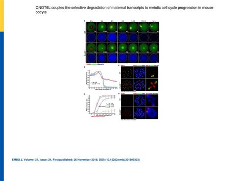 Cnot6l Couples The Selective Degradation Of Maternal Transcripts To Meiotic Cell Cycle
