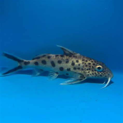 Synodontis Multipunctatus Catfish For Sale Exotic Fish Shop 774 400