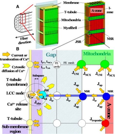 A Three Dimensional Simulation Model Of Cardiomyocyte Integrating