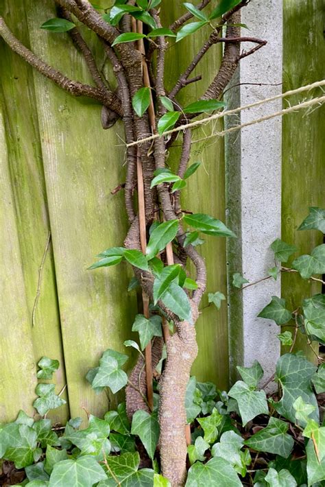 20 Plants To Propagate By Layering And How To Do It