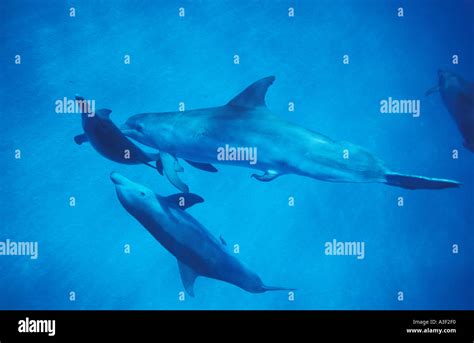 Na Sex Play Between Bottlenose Dolphins And Atlantic Spotted Dolphins Photo Copyright