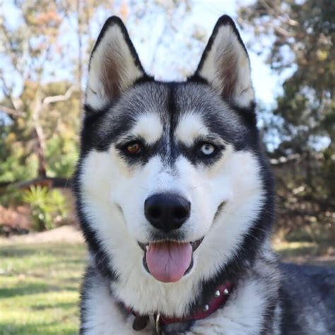Different Types Of Huskies Husky Breeds Pictures
