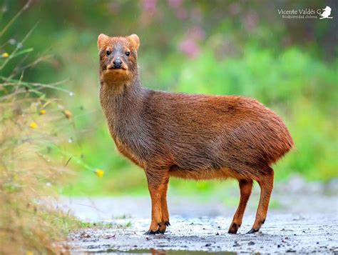 Pudú Gana Votación Ciudadana Para Secuenciación Genética En Proyecto