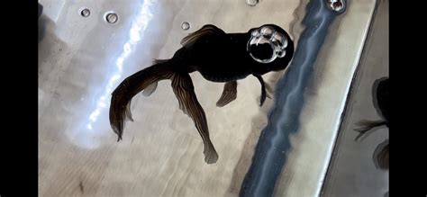 Sprite For A One Little Turtle 🐢 R Pixelart