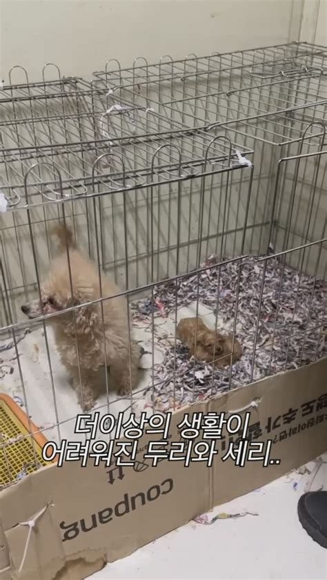 K아빠 이강태 이강길 K 아빠 와 아기 임보중 코숏 아기고양이 고양이입양 Instagram