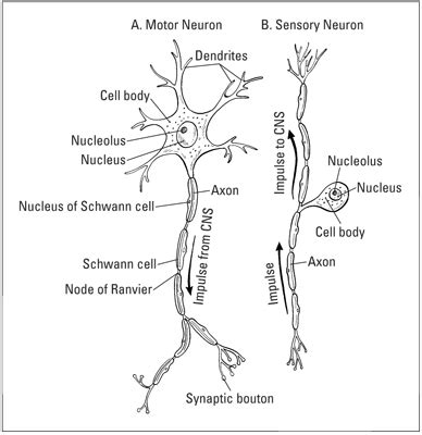 What S The Basic Structure Of Nerves Dummies