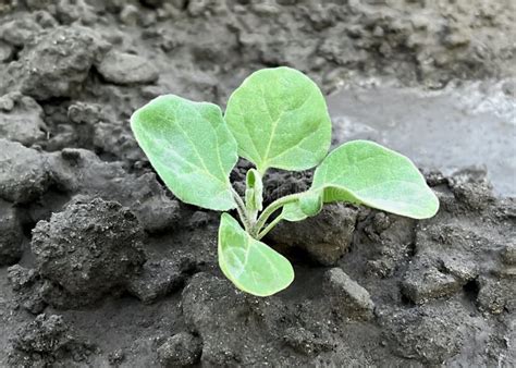 Small Eggplant Sprout Growing In The Ground In A Vegetable Garden After