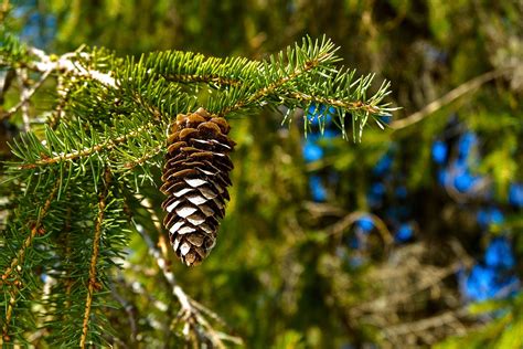 Tree Cone Spruce Free Photo On Pixabay Pixabay