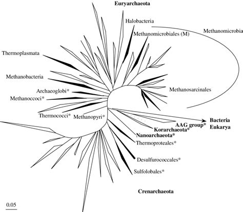 Ssu Rrna Archaeal Phylogeny Adapted From Schleper Et Al 2005 Download Scientific Diagram