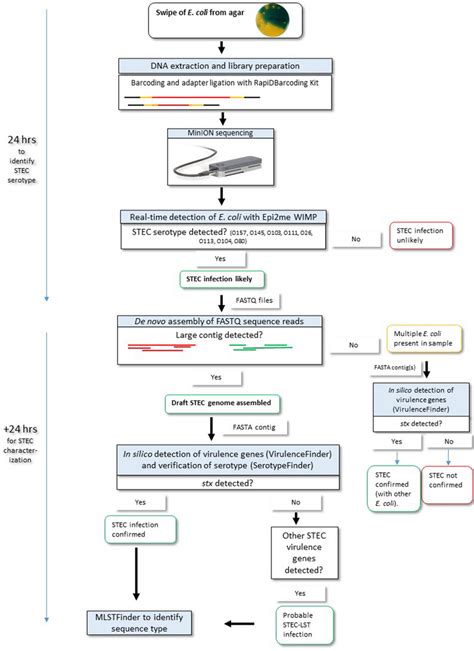 Suggested Protocol For Clinical Diagnostics Of Stec With Minion Download Scientific Diagram