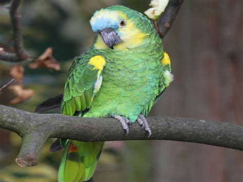 Types Of Amazon Parrots To Keep As Awesome Pets